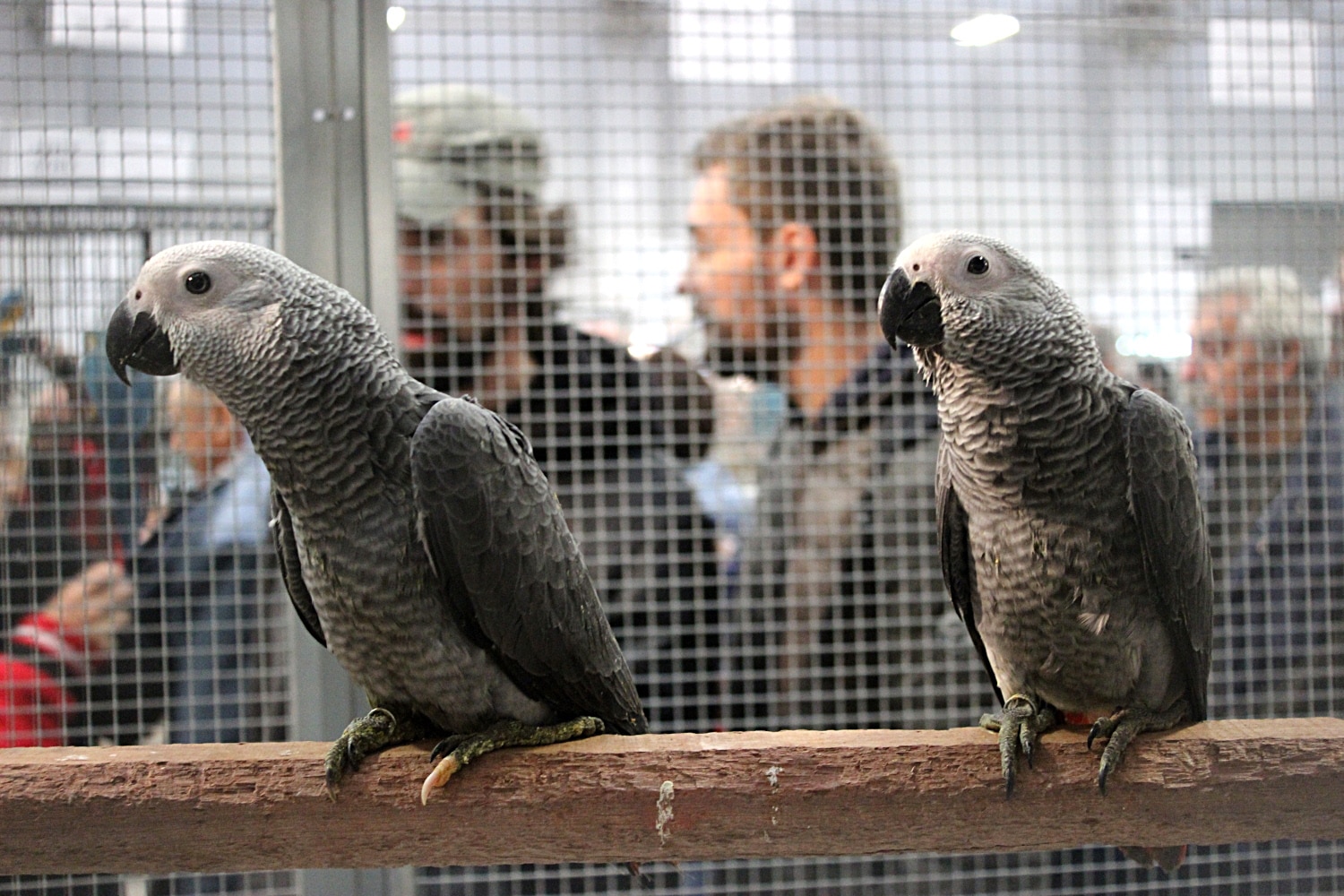 Breeding African Grey Parrots:Guide & Tips