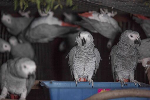 Breeding African Grey Parrots:Guide & Tips