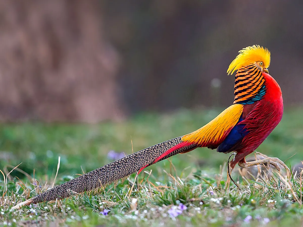 Bird types Exploring Avian Diversity/007