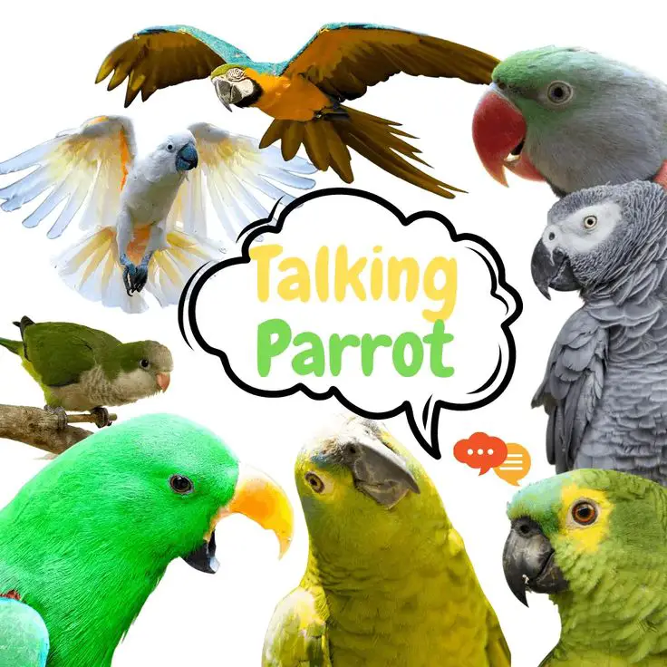 How Can Parrots Talk?: How Can Parrots Talk/79