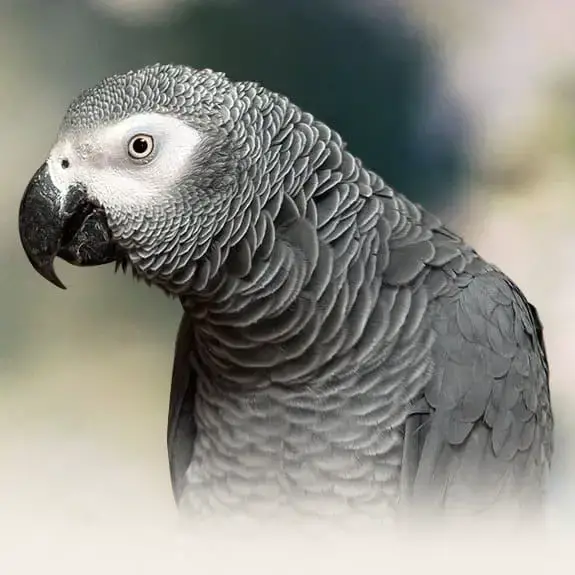 african grey parrot for sale 500 Near Me