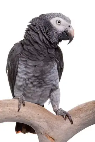 african grey parrot for sale 500 Near Me