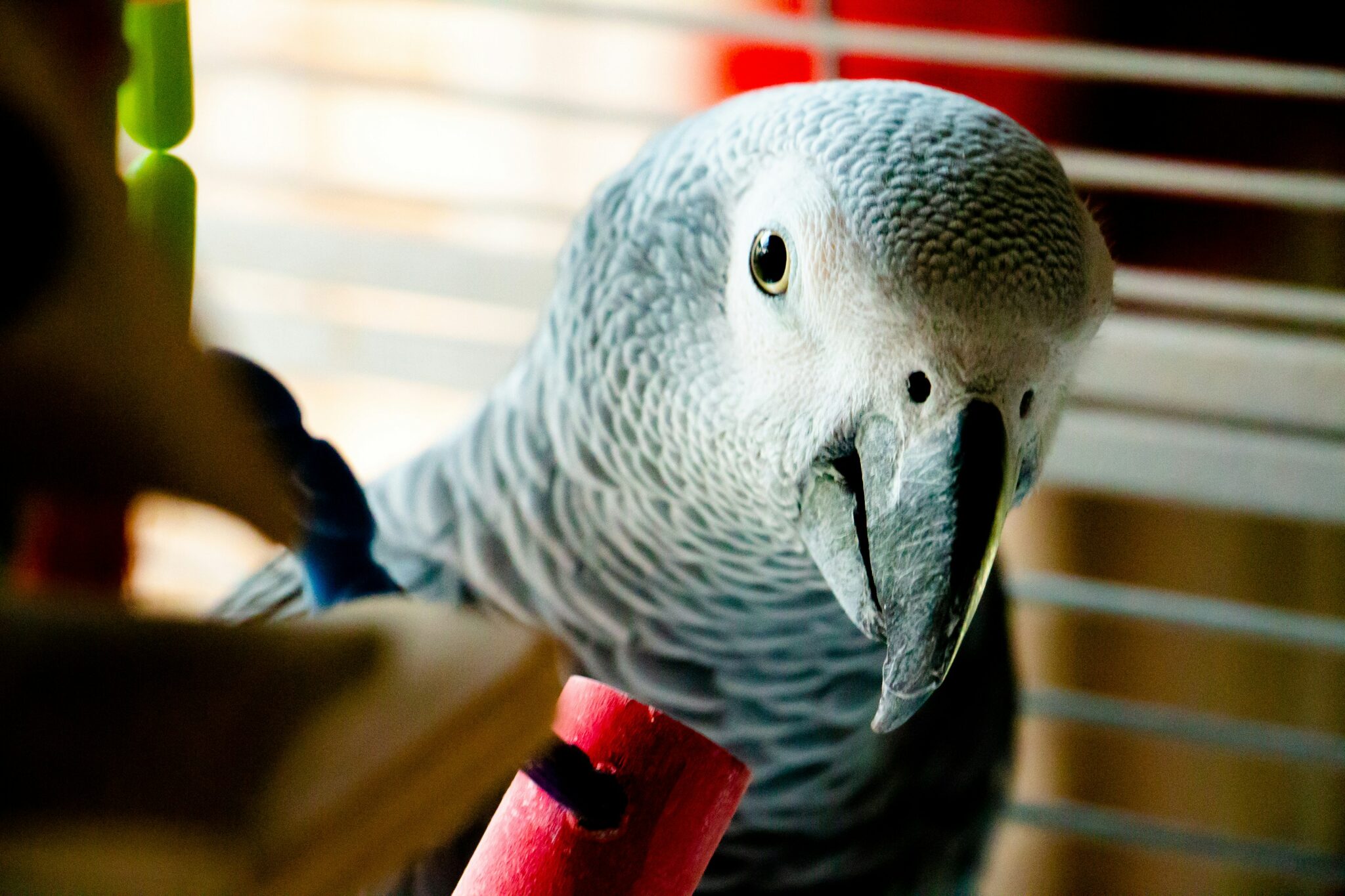 Alex: The African Grey Parrot’s Extraordinary Performance