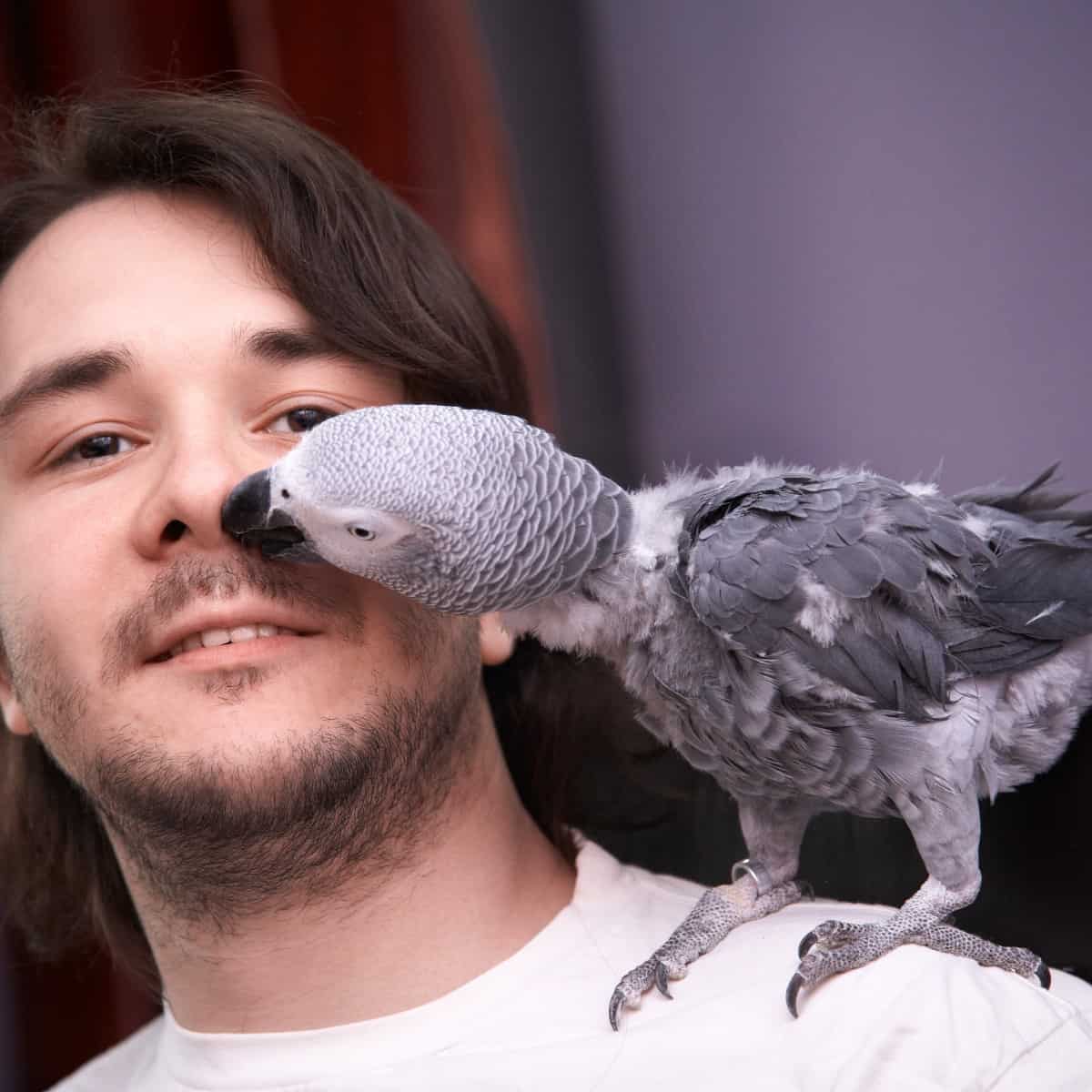 African Grey Parrot Bites: What You Need to Know. Do african grey ...