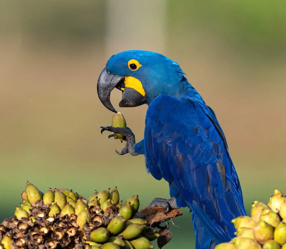 Discover the World's Most Expensive Parrot