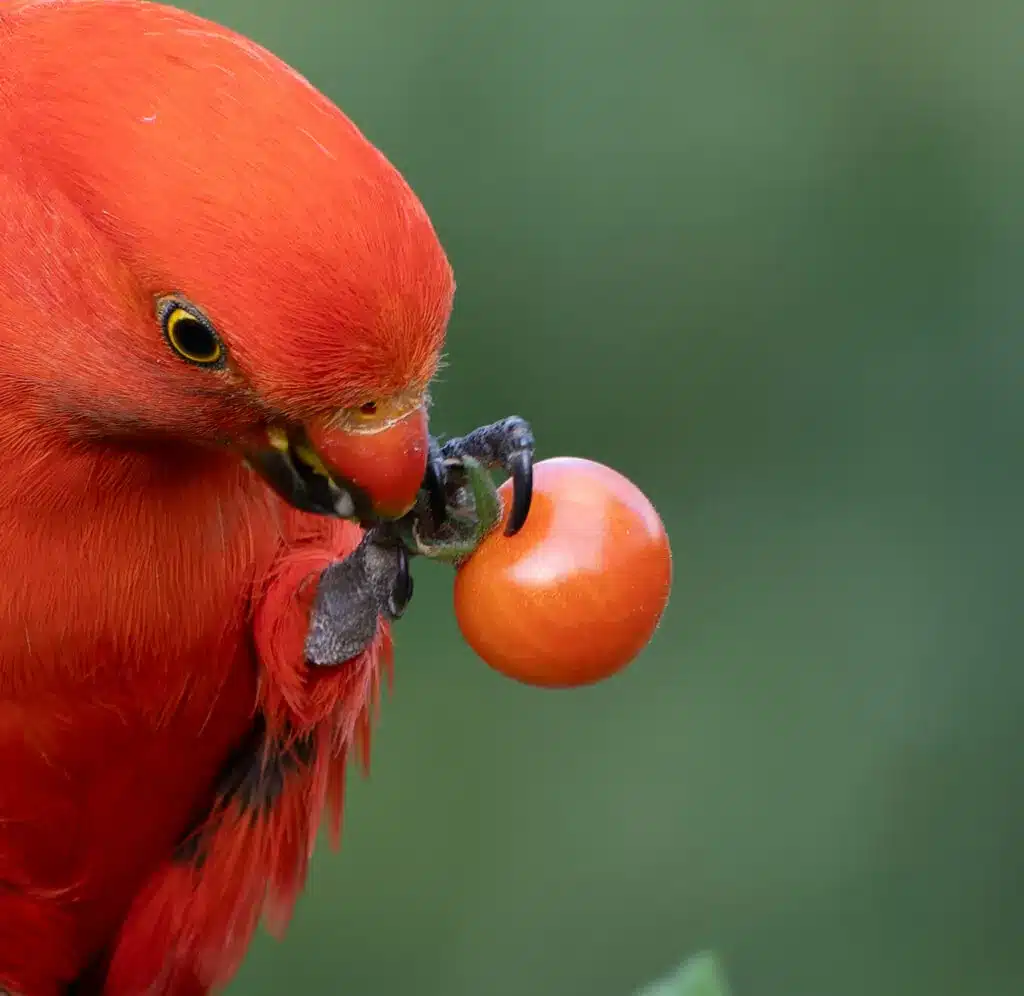 Can Parrots Eat Tomatoes? A Guide to Safe Foods for Pet Birds