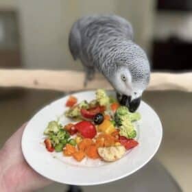 African Grey Parrot Feeding Guide