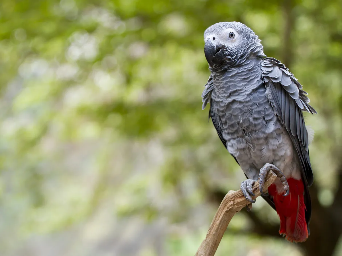 African Grey Mutations: Colorful Parrot