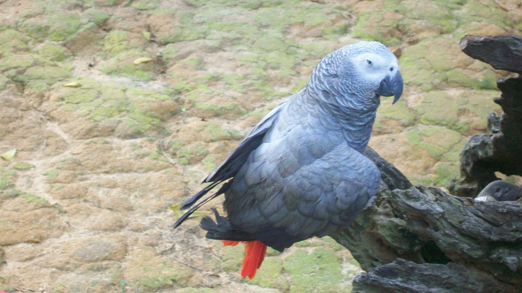 Types of African Grey Parrots: A Complete Guide to Congo and Timneh ...